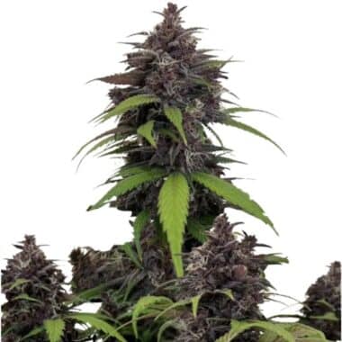 Προϊόντα κάνναβης | Έλαια CBD | Ανθοί κάνναβης - The Hempers