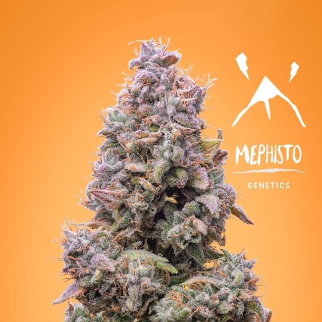 Mango Smile Mephisto Genetics – Αυτόματοι Σπόροι Sativa με Άρωμα Μάνγκο